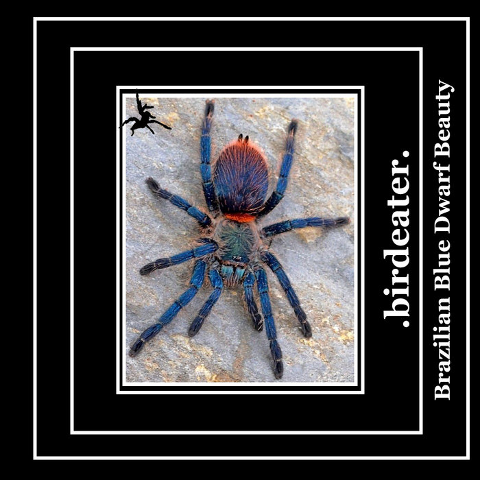 Brazilian Blue Dwarf Beauty | birdeater | Daint Recordings