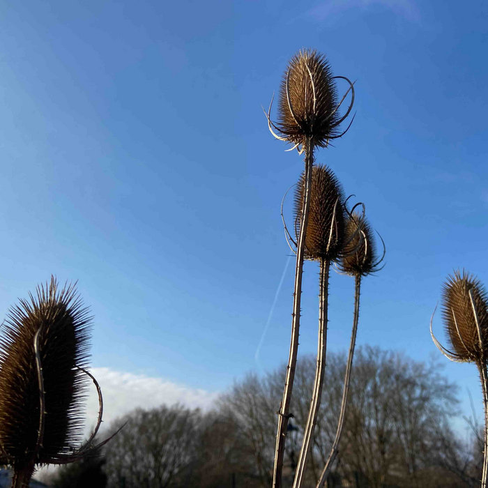 Silver | Rachel Curtin