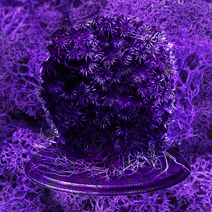 PURPLE MOSS | Moonbase