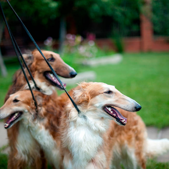 Real Three Headed Dog