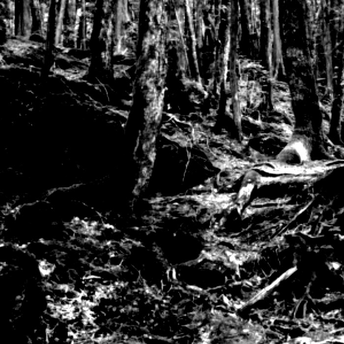 No More Words The Forgotten Wood Pietro Pellizzari no-more-words-the-forgotten-wood-pietro-pellizzari