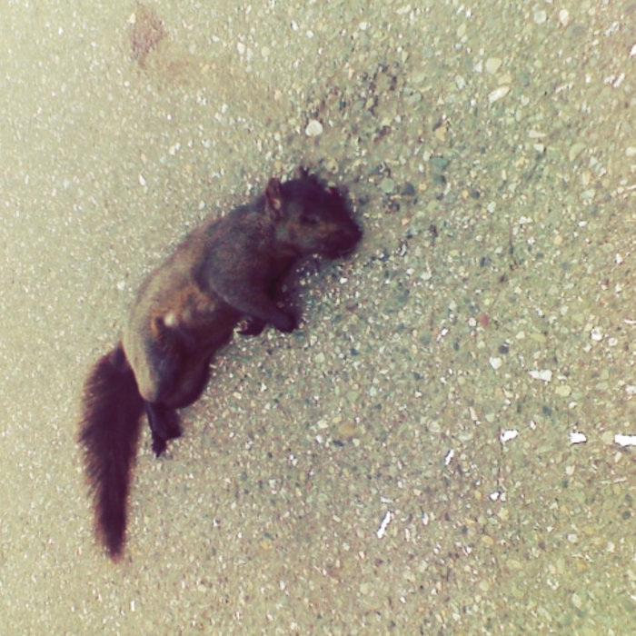 Dead Squirrel, Dead | The Cuckoo Heads