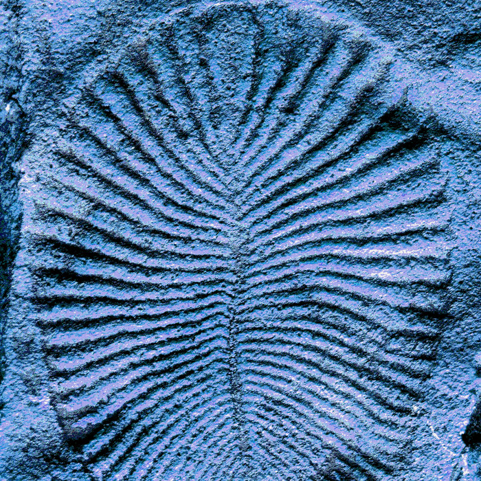 Dickinsonia | Paleobiota