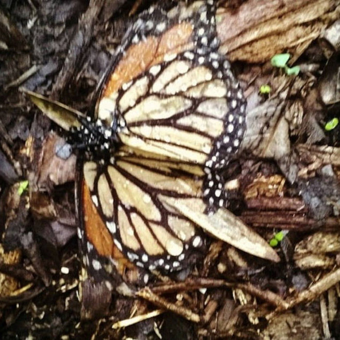 Meditations | Andrew Kingston