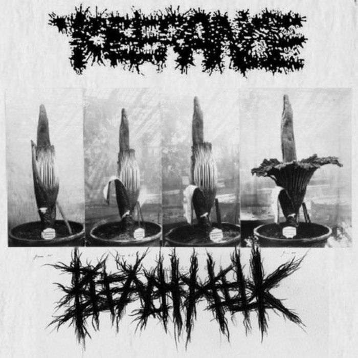 Split w/ Tolerance | BLEACH MILK