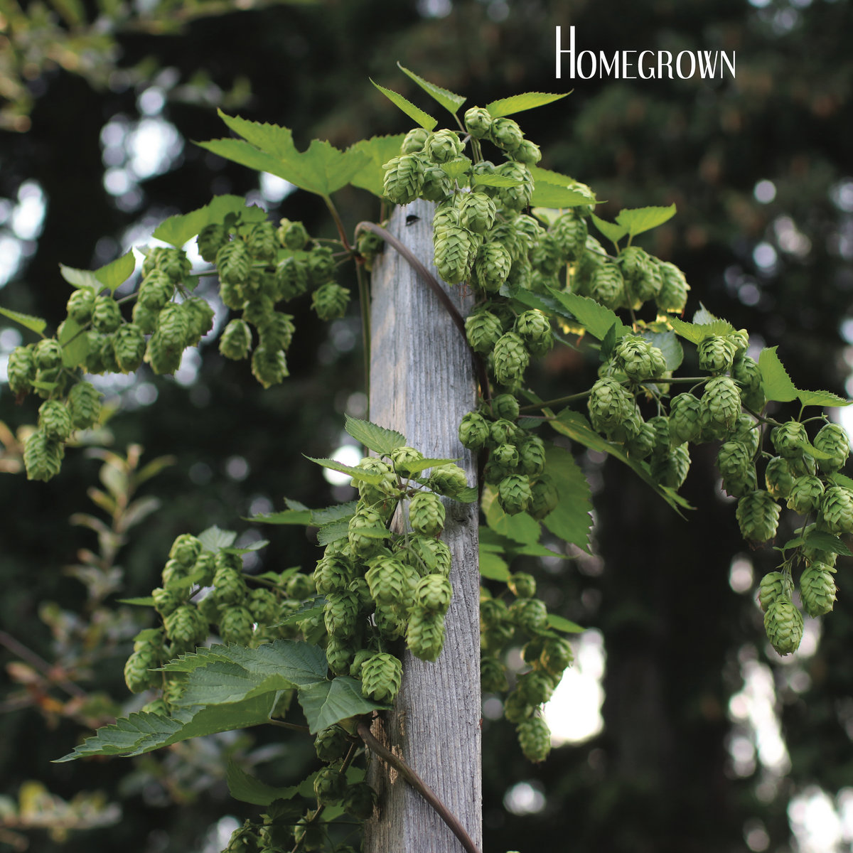 Homegrown | Jason Frazier