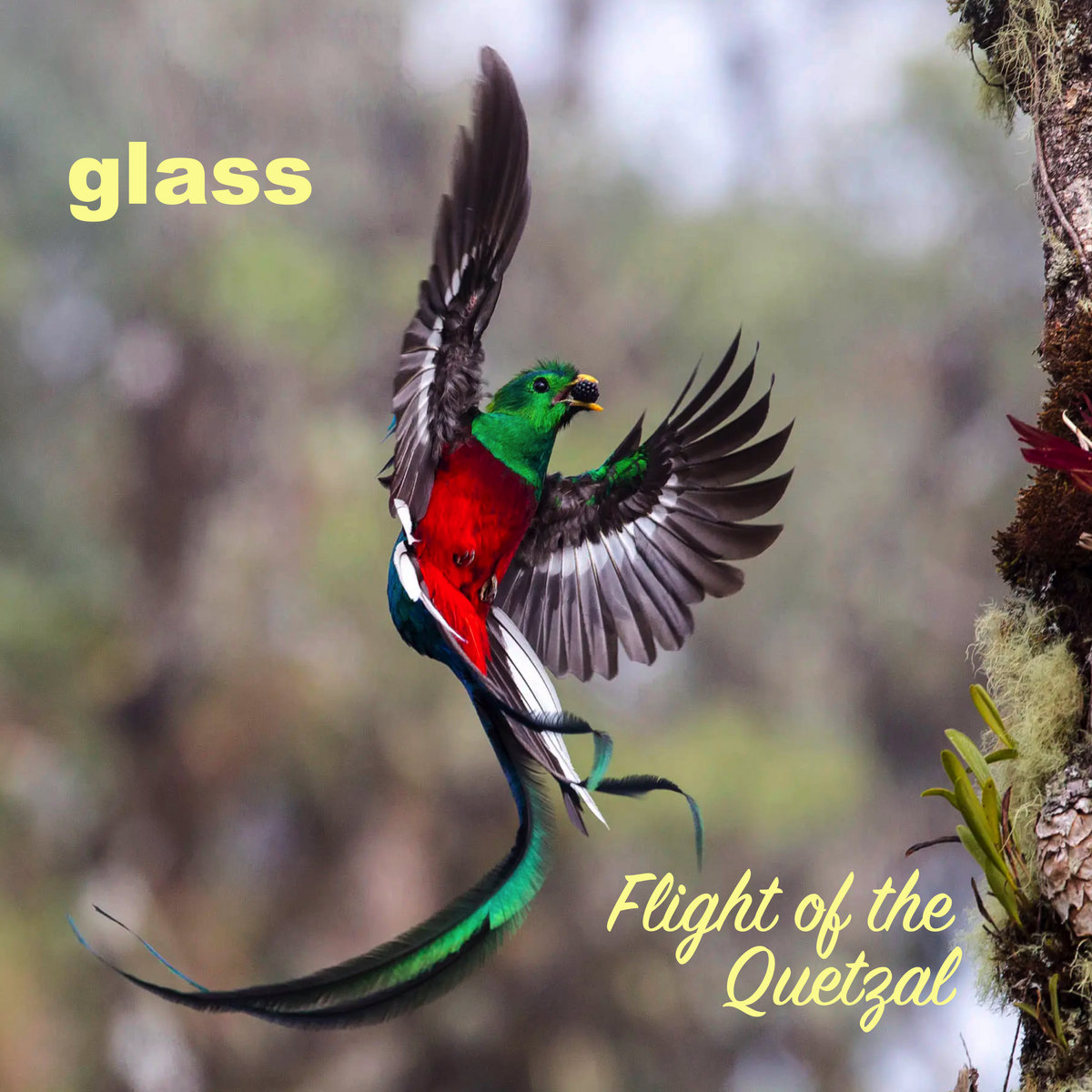 Flight of The Quetzal | Glass