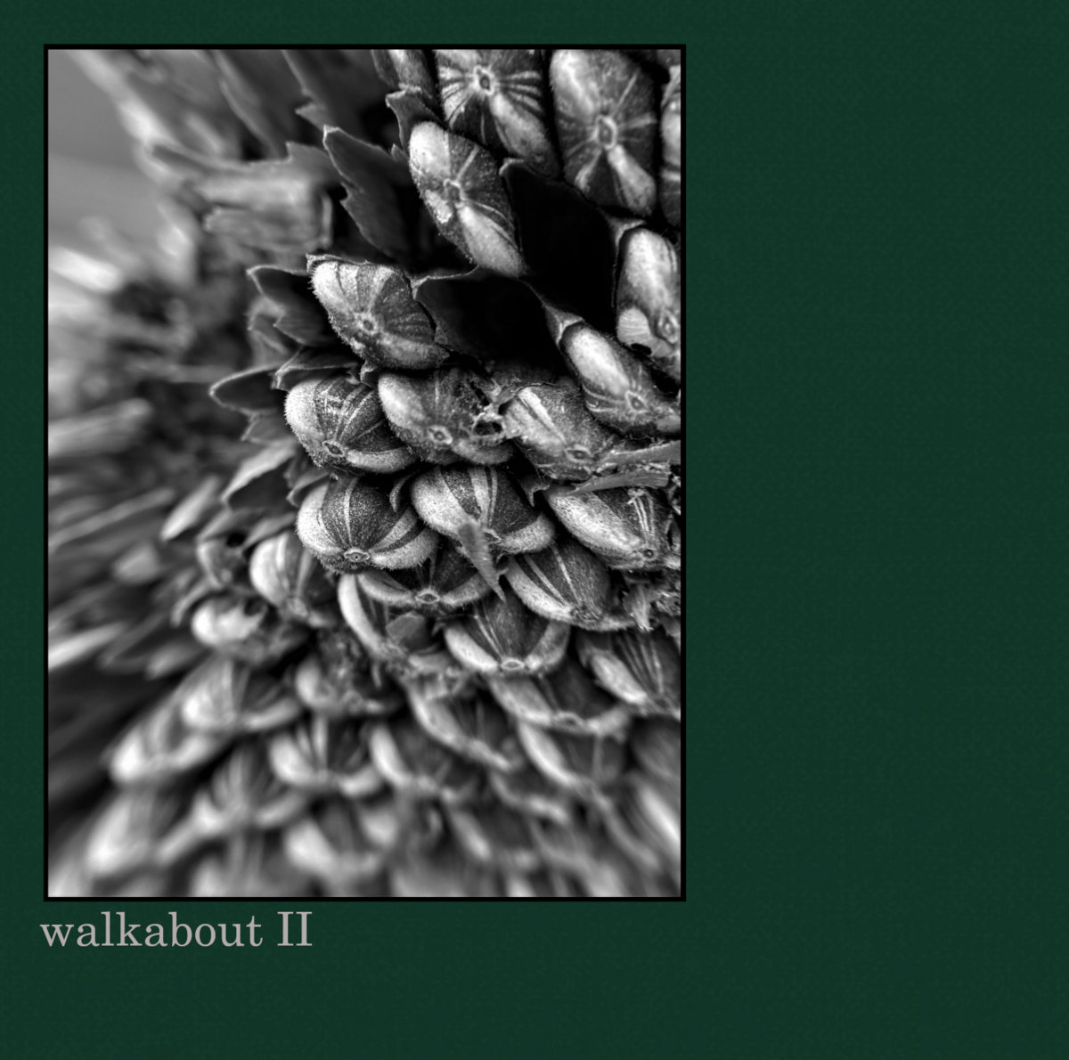 Walkabout II | T. Regan | Stone Jaw