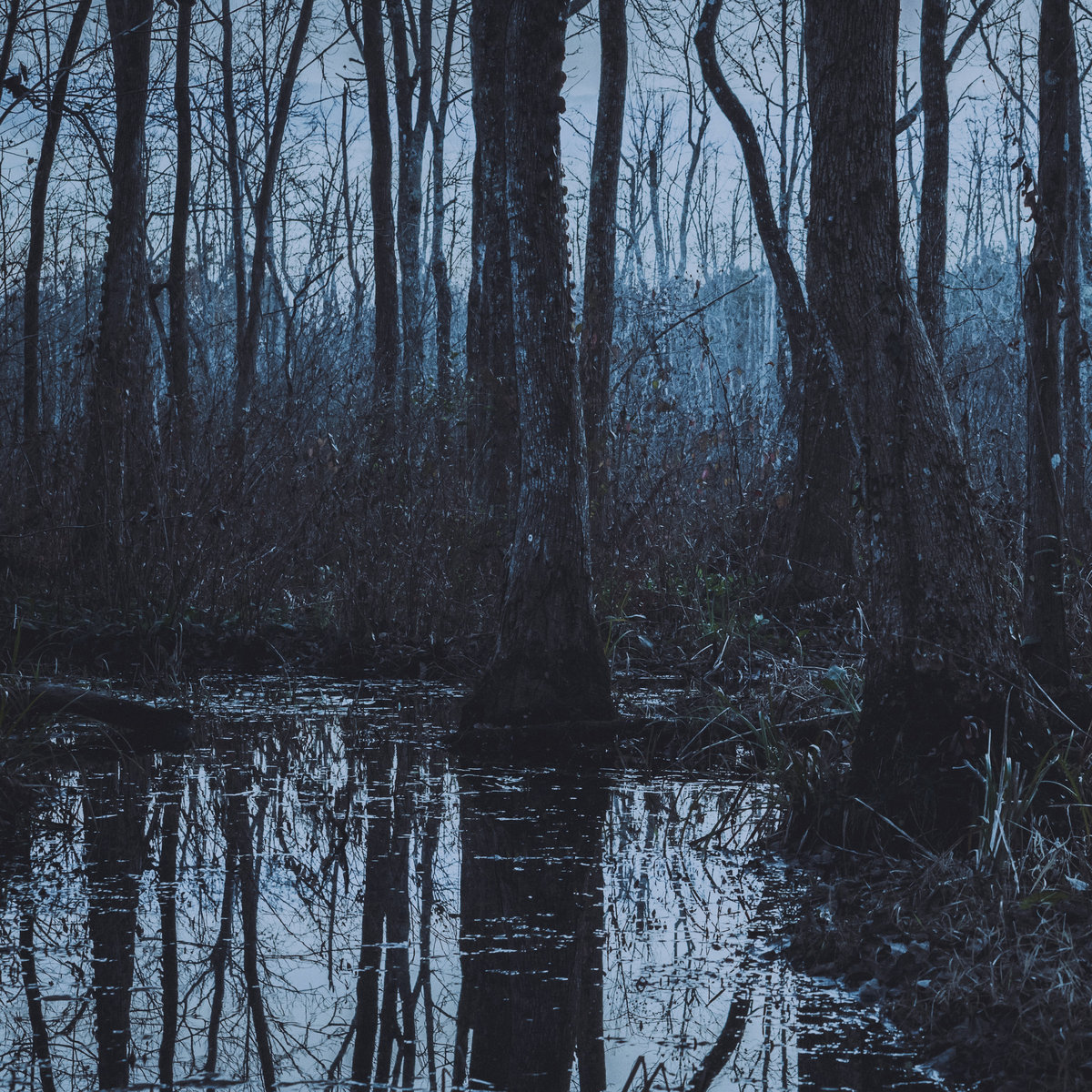 Swamp Blues | Jackson Beardsley