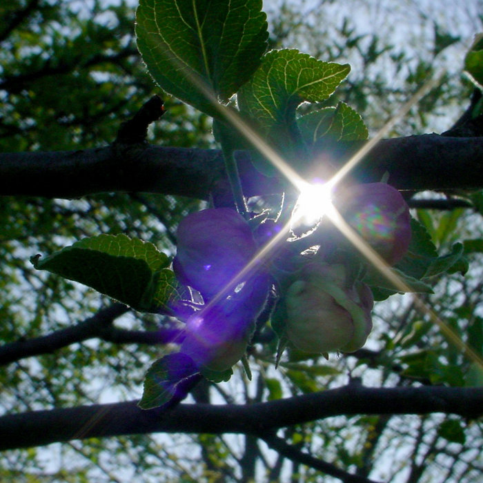 show me the glint of Light | Scott Lawlor