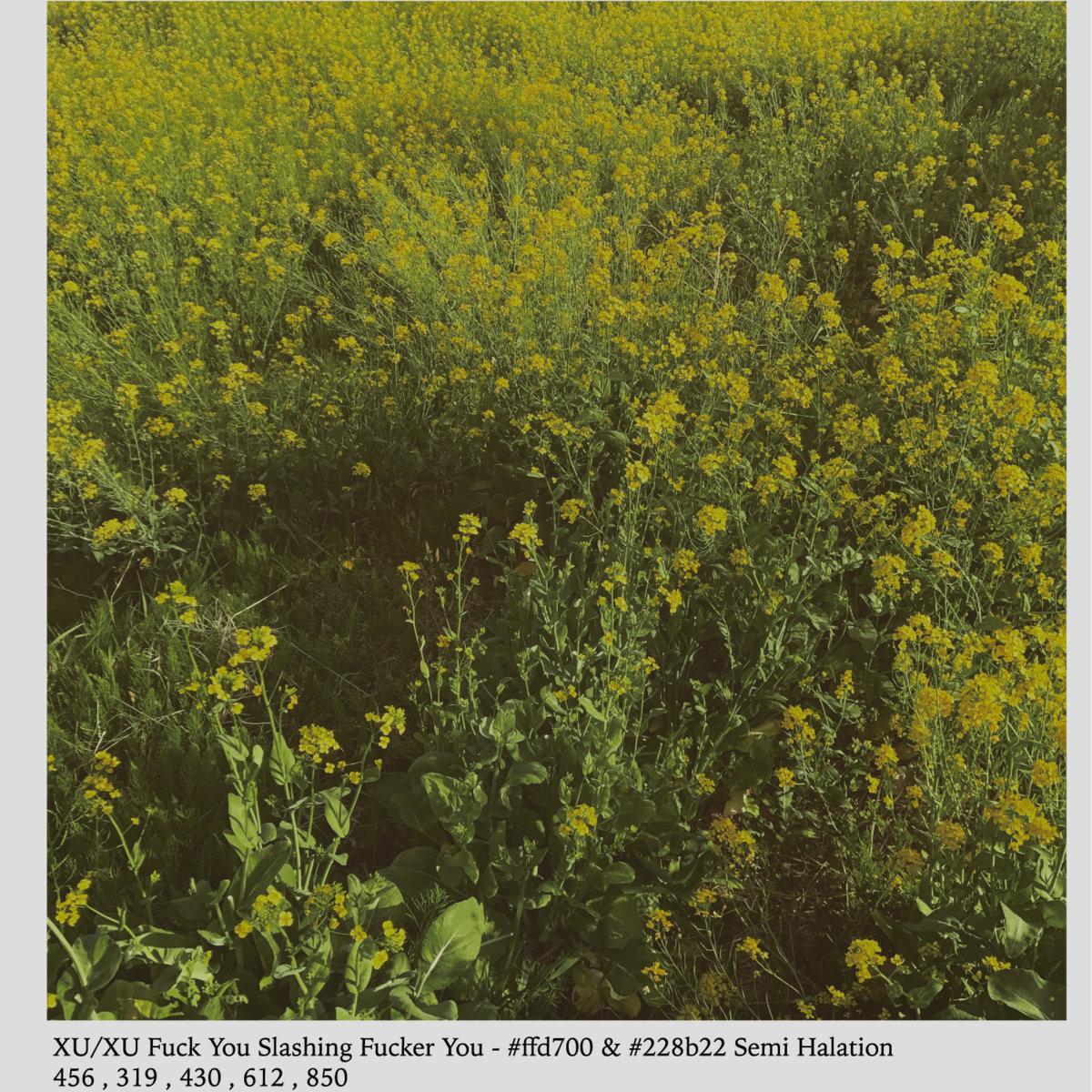 #ffd700äb22 Semi Halation | XU/XU | SadTreeLaboratory