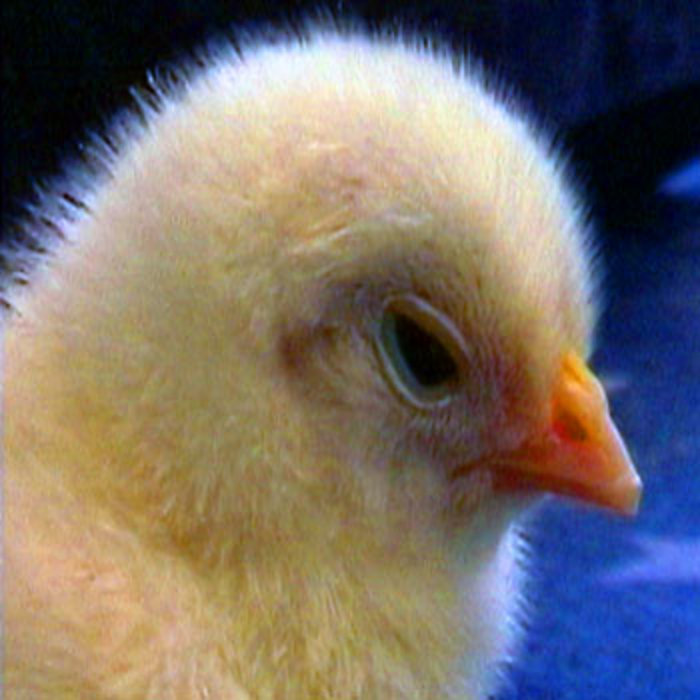 Baby Chick Chirping - Ringtone or Video Soundtracks | Creative Flows