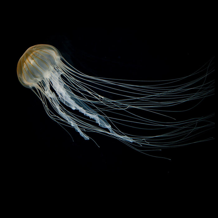 Prototypes | Poetry Mango Studios | PoetryMango