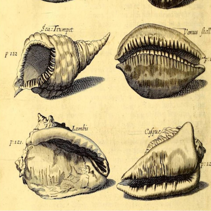 One Wadadli Conch | The Moons of Mulagi 2 | The Funz