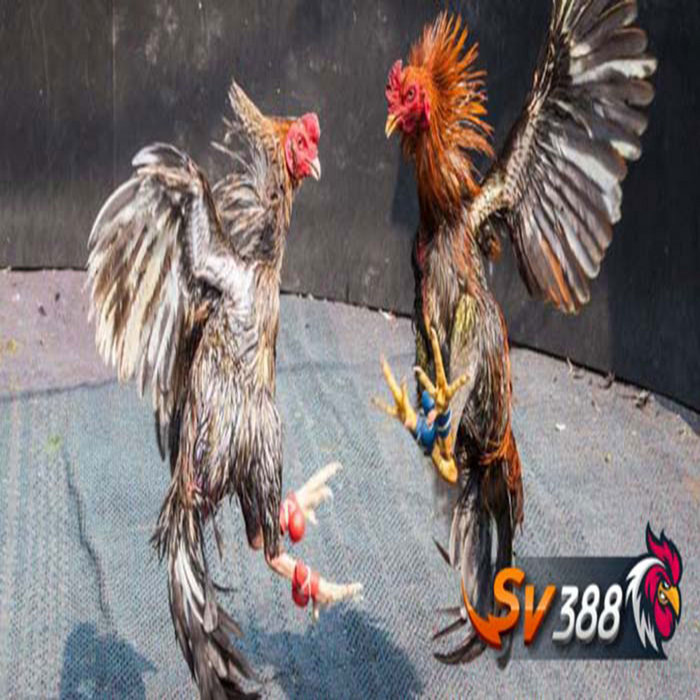 Da ga Malaysia – Loai hinh da ga Malaysia pho bien nhat | sv388vv