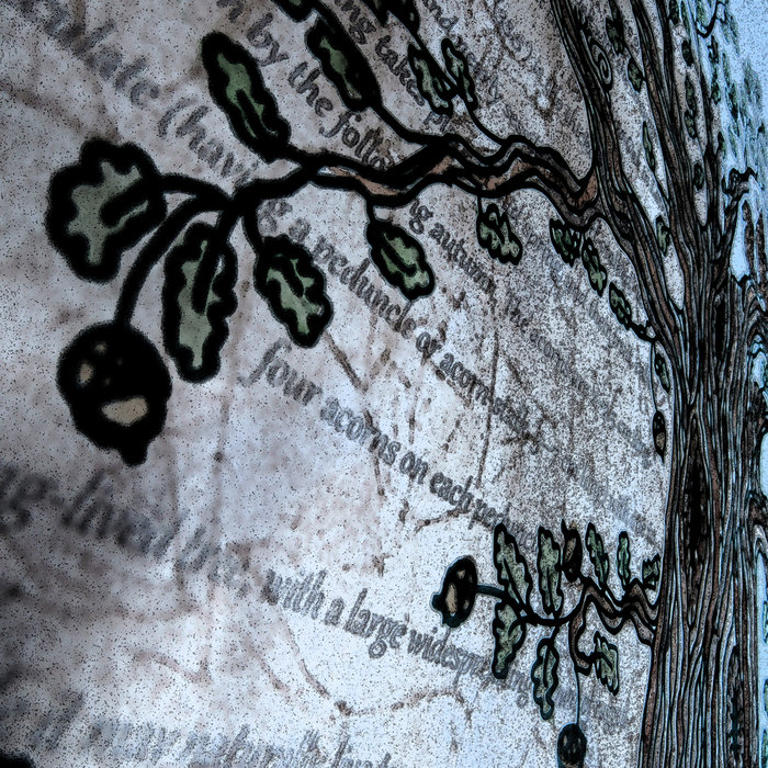 Drawing Trees On Paper | Jeff Appleton