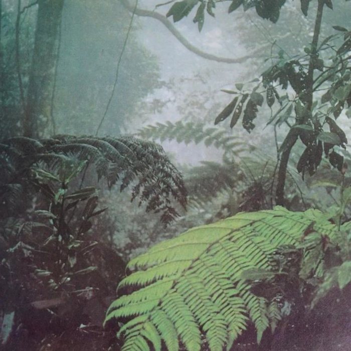 Yellow Monkeys | verõs