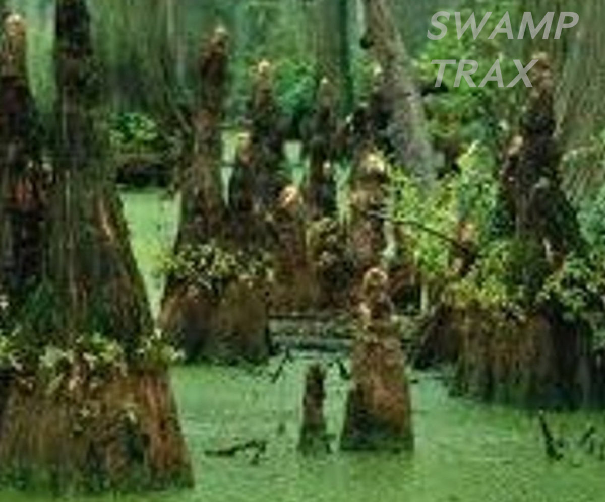SWAMP TRAX | Dream Thresh