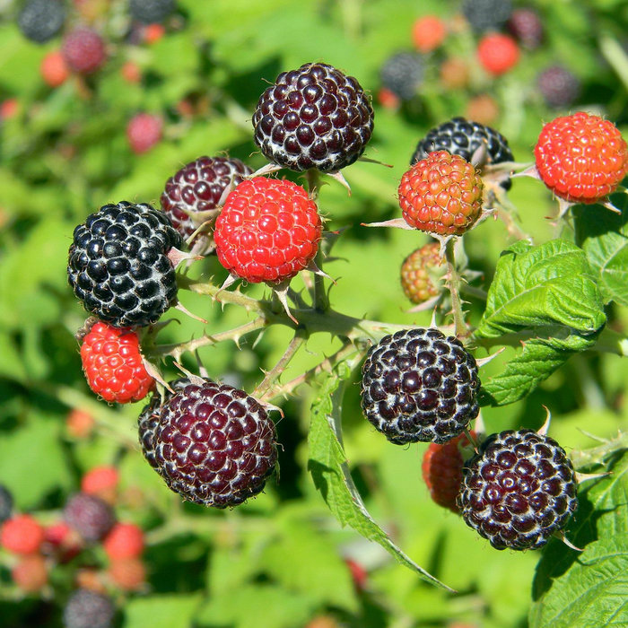 Black Raspberry Briars | Tim Crosby