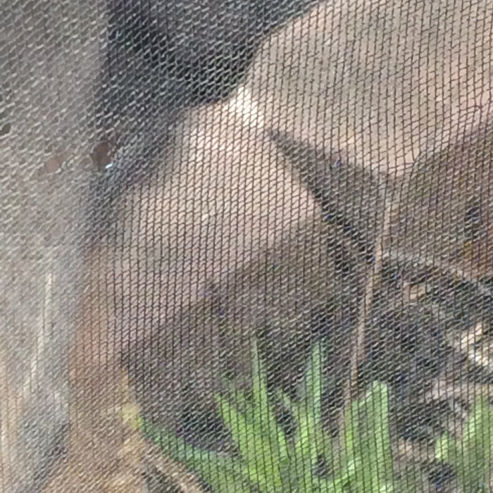 Folded Insect | St. Charles Klaus