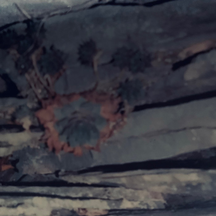 Medicine Square Garden | Spaghetti Castle