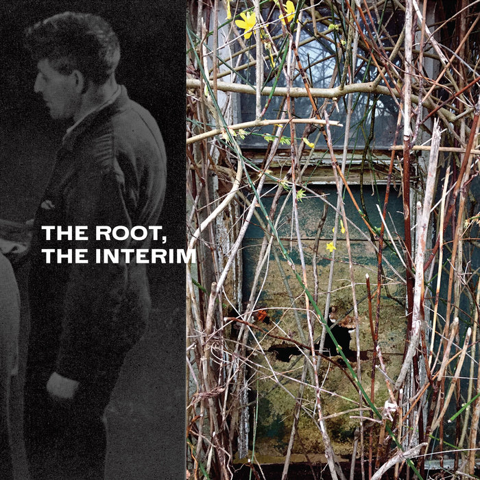 The Root, The Interim | David Lacey | Krim Kram