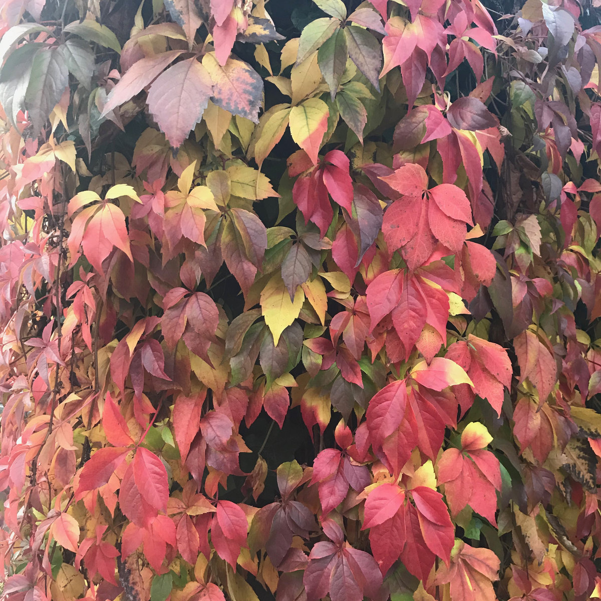 Tape Dreams III | Robin Allender