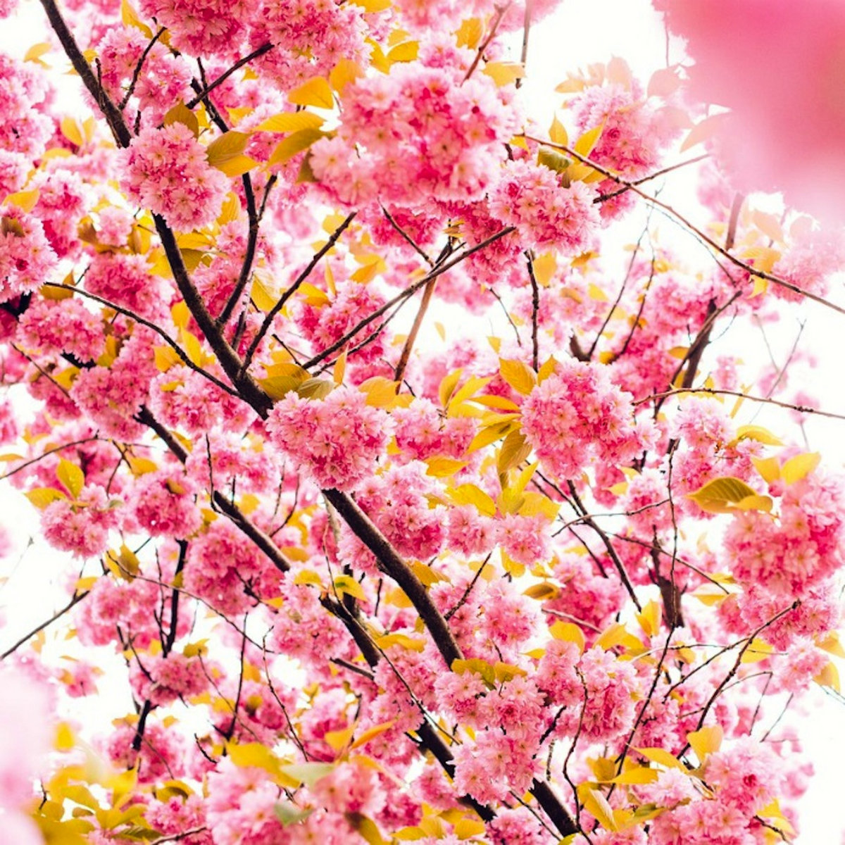 fghgj | DR | 7MNS Music