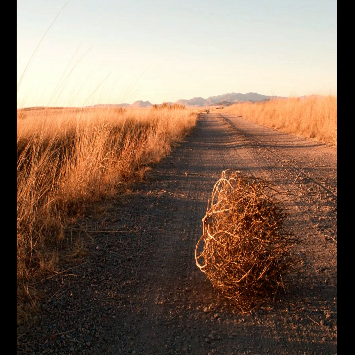 A Tumbleweed in Central Park | Tim Murray