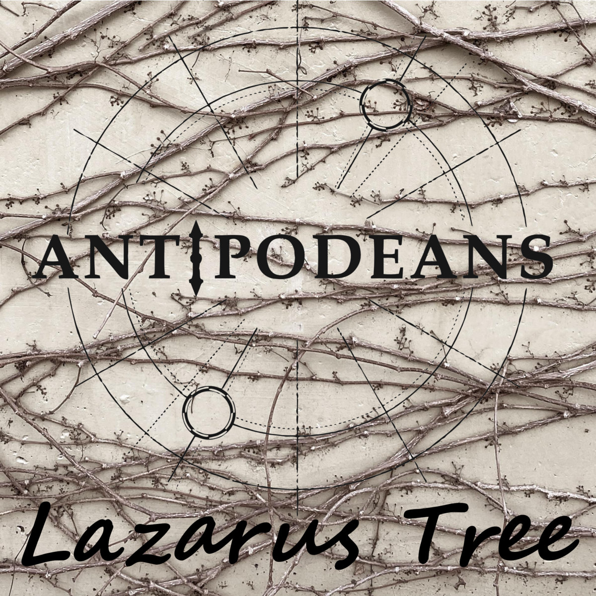 Lazarus Tree | Antipodeans