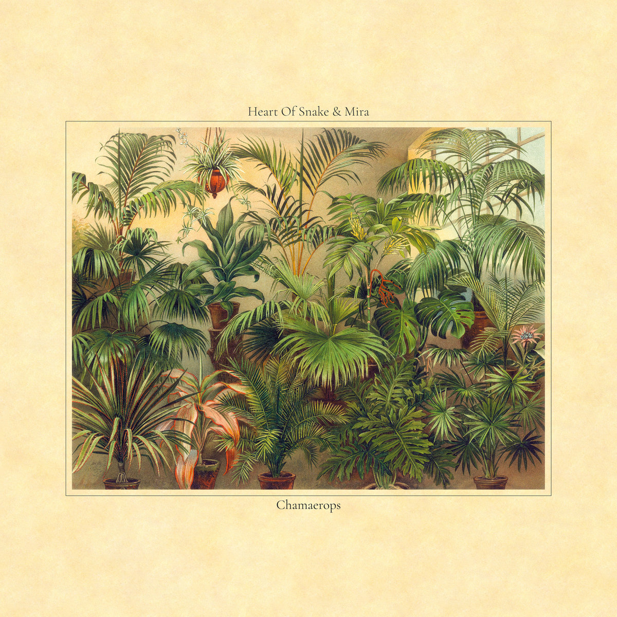 Chamaerops | Heart Of Snake & Mira | Maple Death Records