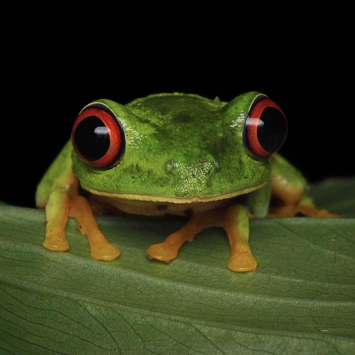 Hylidae ... The Tree Frogs (1984) ... live performance* | Thomas Oboe Lee