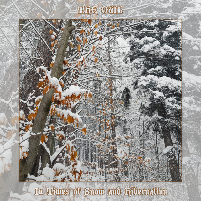 In Times of Snow and Hibernation | The Owl | Mountain Forest Cabin Dweller