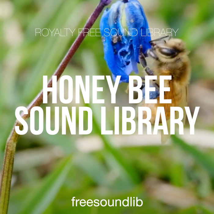 Honey Bee Sound Library | freesoundlib