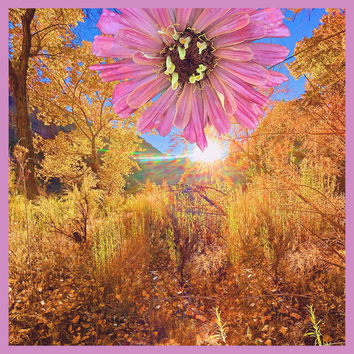 Offline | Scott Lippitt & Yuccas | Scott Lippitt