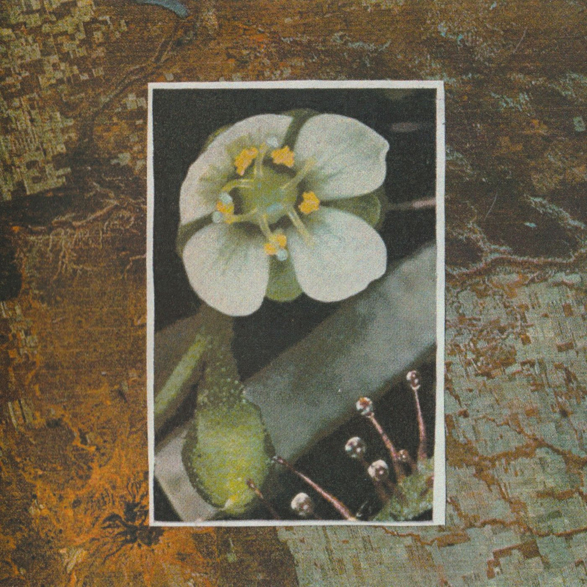 World Without End | Faded Laurels | Isolated Incident