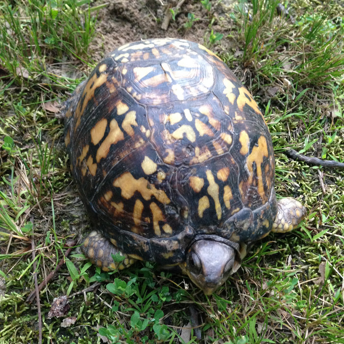 The Third Density | Amalghemy (Or Piccinino, Tim Fox, Shivananda Ishaya ...