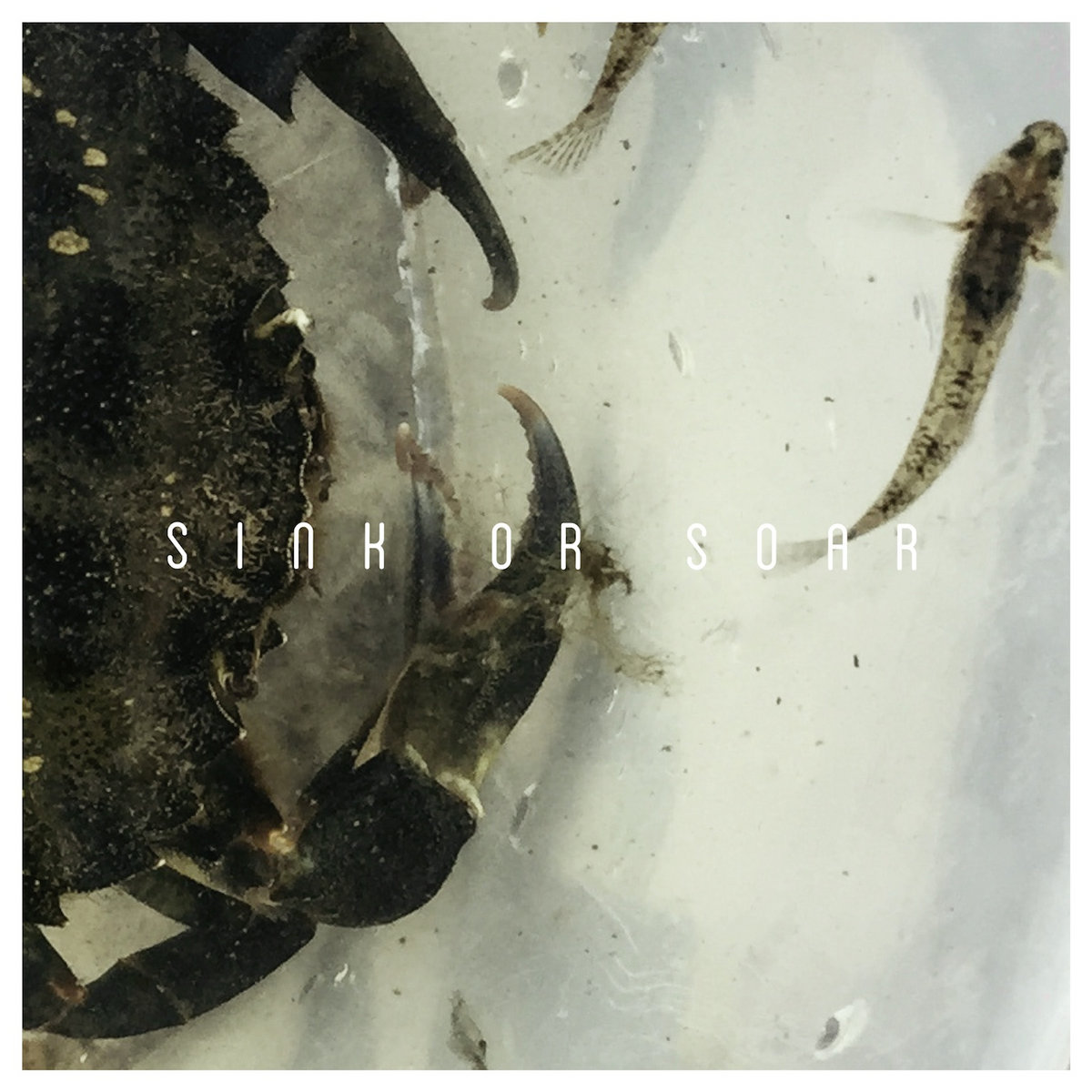 Sun Stands Still | Sink or Soar | Chufty Badge