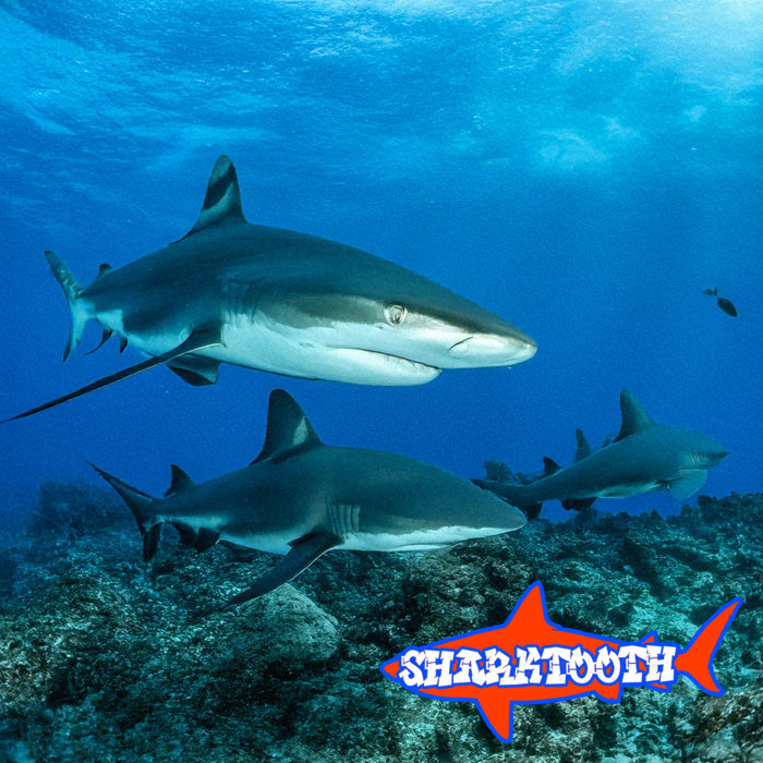 Knee Deep Demo 2 | Sharktooth | Sharktooth Band