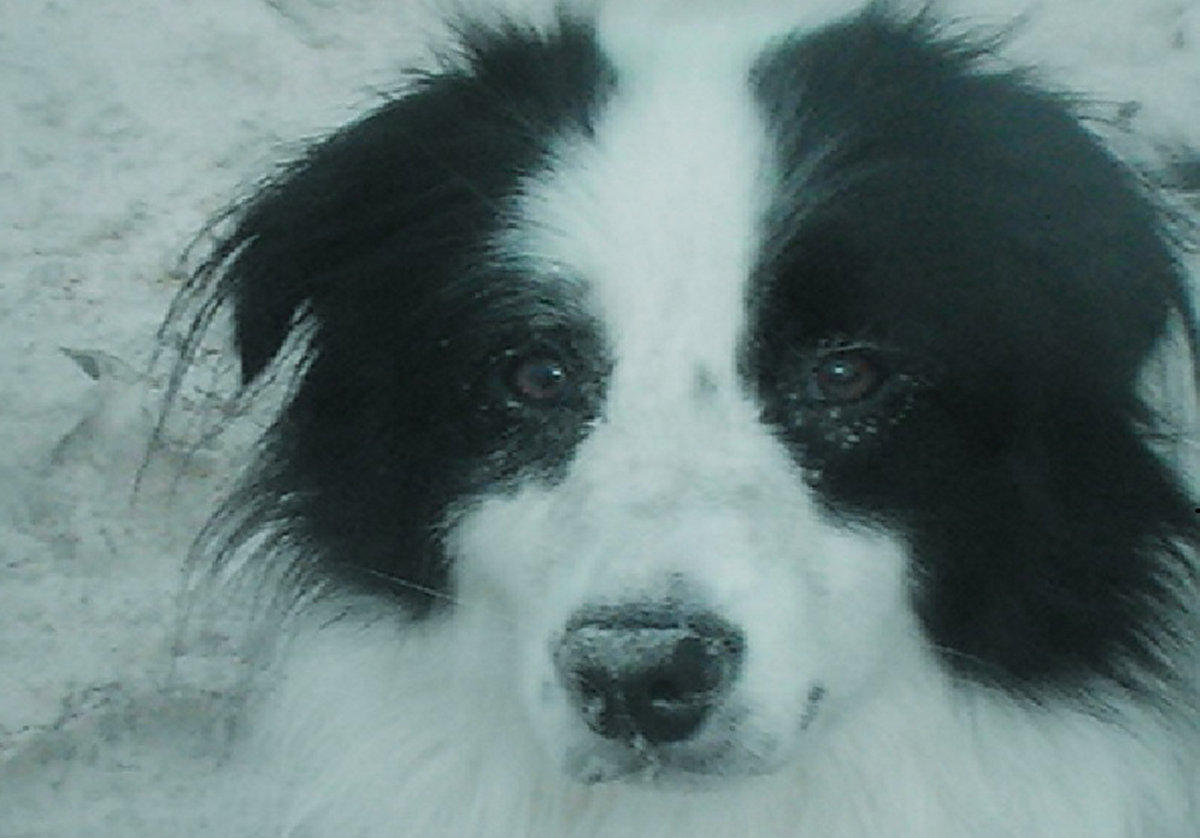 Bonny's Dream | James Ranieri