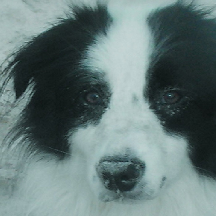 Bonny's Dream | James Ranieri