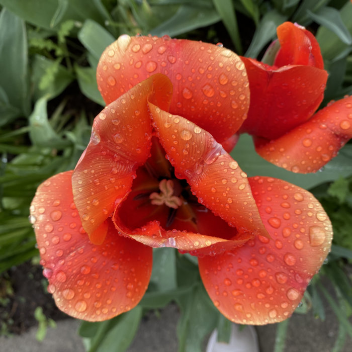 Verisimilitude Volume Two | THATS NOKAY