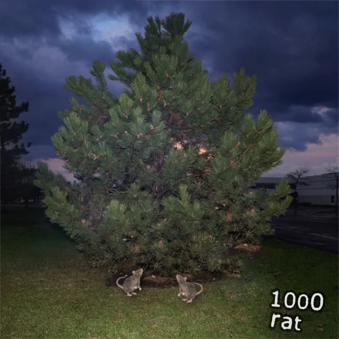 1000 rats | 100 rats | cyrusim