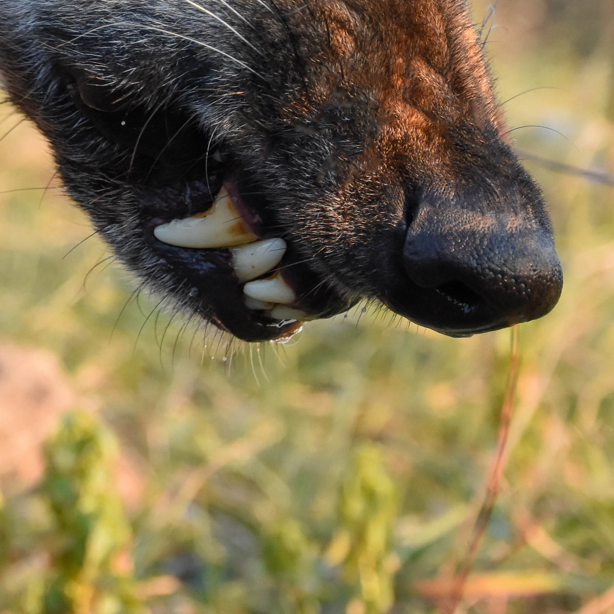 Dogs | A Paranoid King