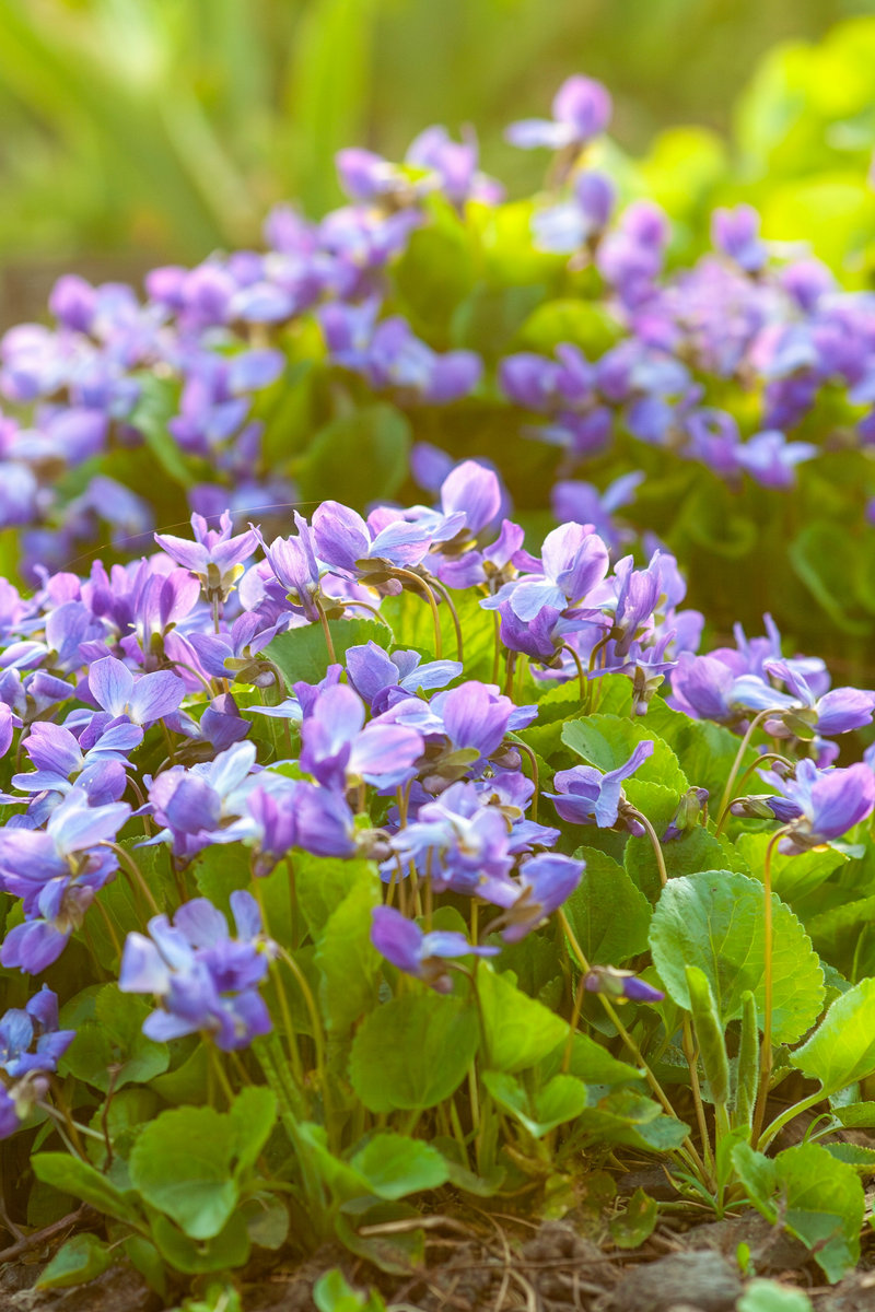 Fields of Violets | Scott Lawlor
