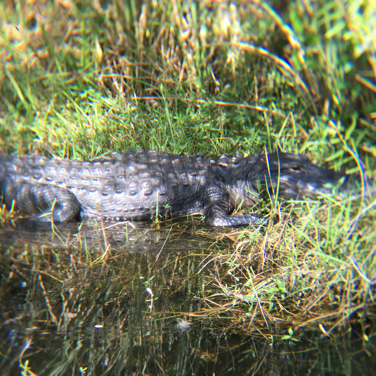 The Everglades | Henry Hopf