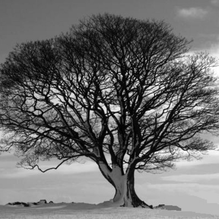 For Fans | Derek Funk