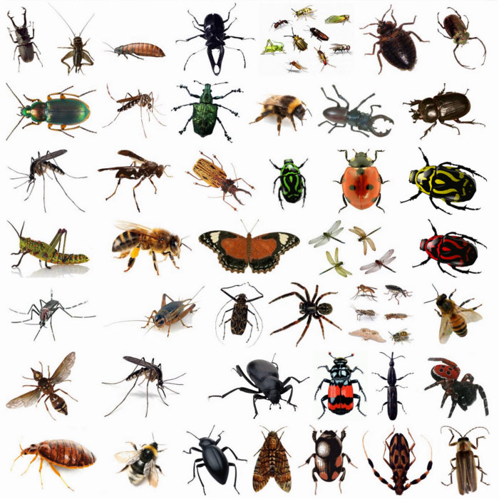 Ants | AMF's phone drafts