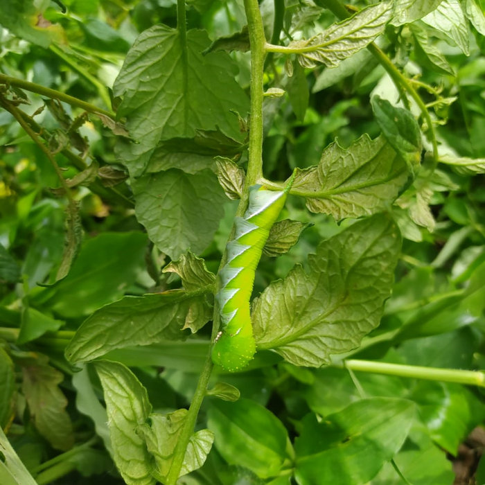 mandruvá Edits | mandruvá