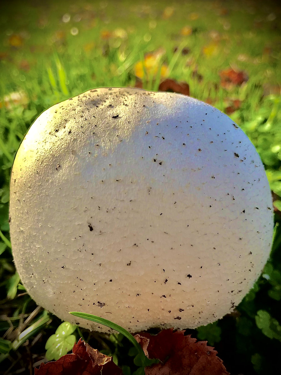 Tidal Pathway | Slutare